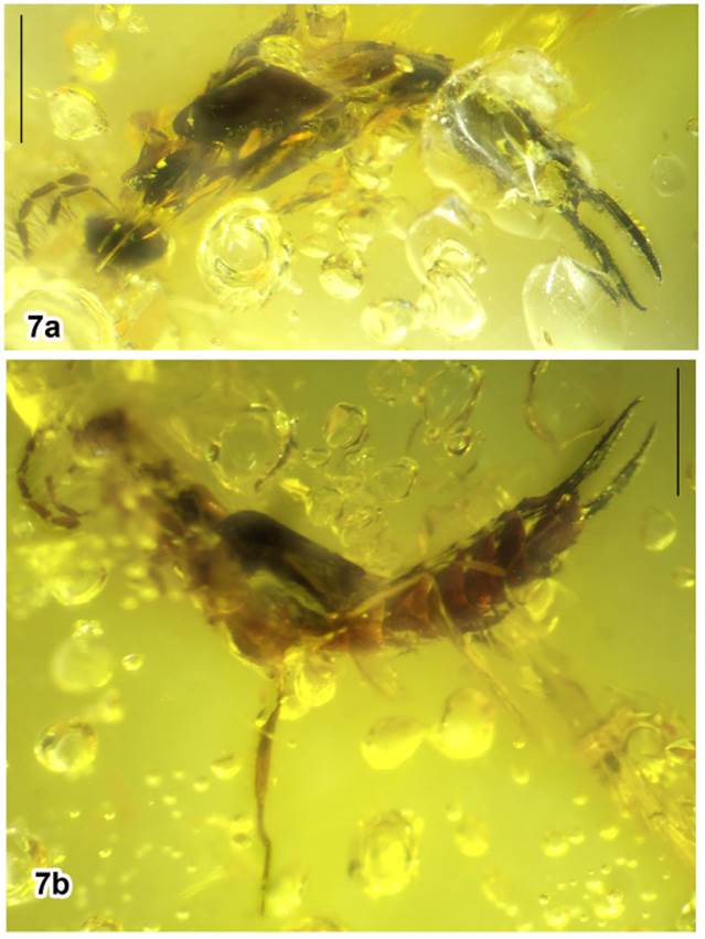New taxa of earwigs (Dermaptera: Spongiphoridae: Spongiphorinae) in ...