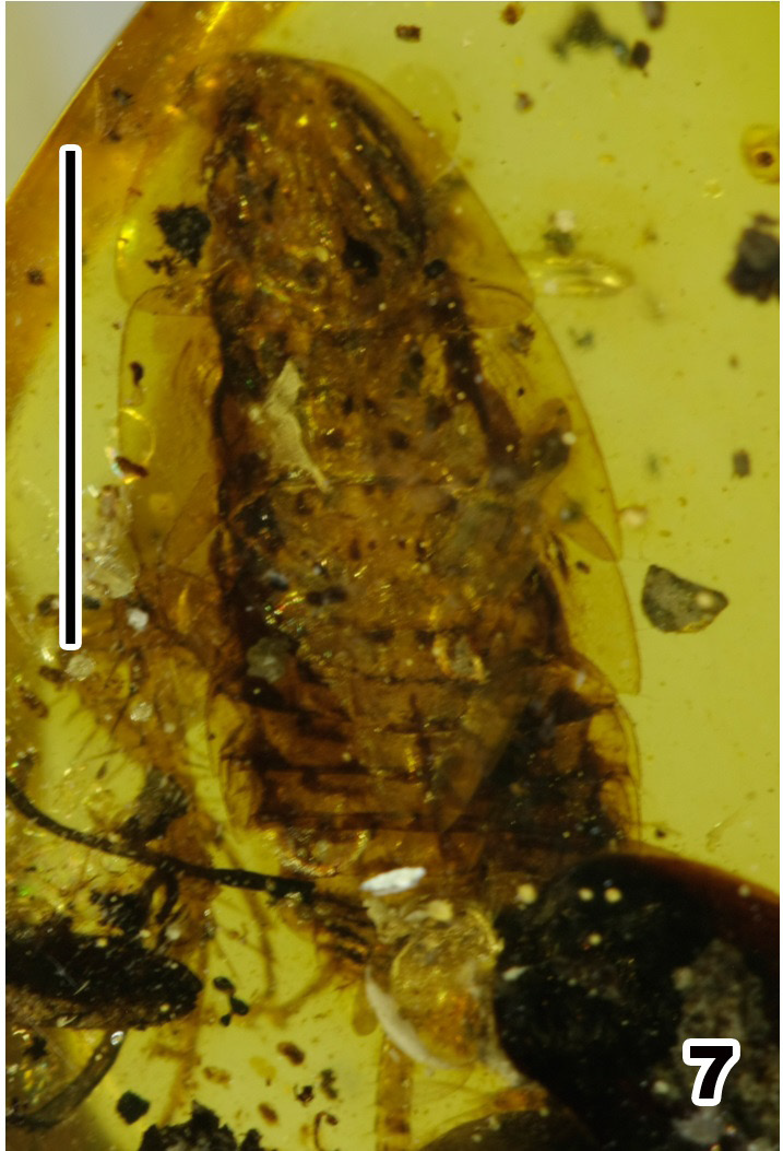 New taxa of cockroaches (Blattodea: Blattaria) from early Miocene amber of Chiapas, Mexico