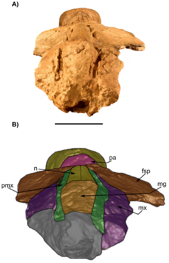 First record of an Eomysticetidae from the El Cien Formation (late ...