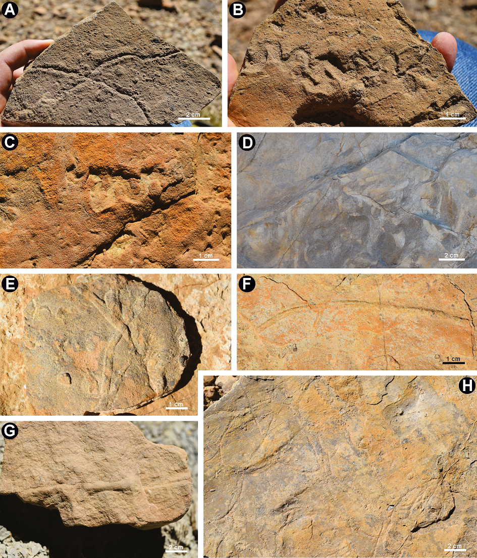 Trace fossils from the middle Aptian sedimentary succession of the ...