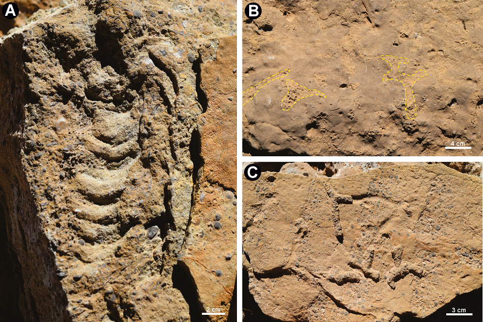 Trace fossils from the middle Aptian sedimentary succession of the ...