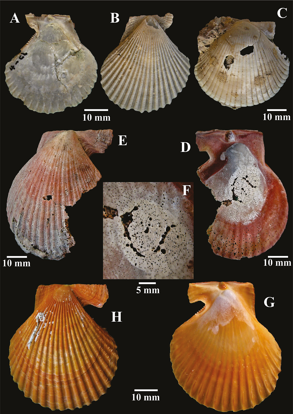Review of Mio-Pliocene pectinids and ostracods from Minab region and ...