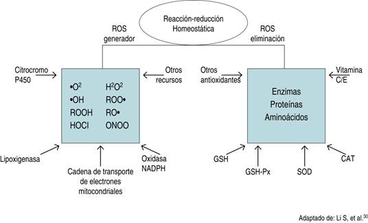 Papel de Nrf2 y estrés oxidativo en la progresión de esteatohepatitis ...