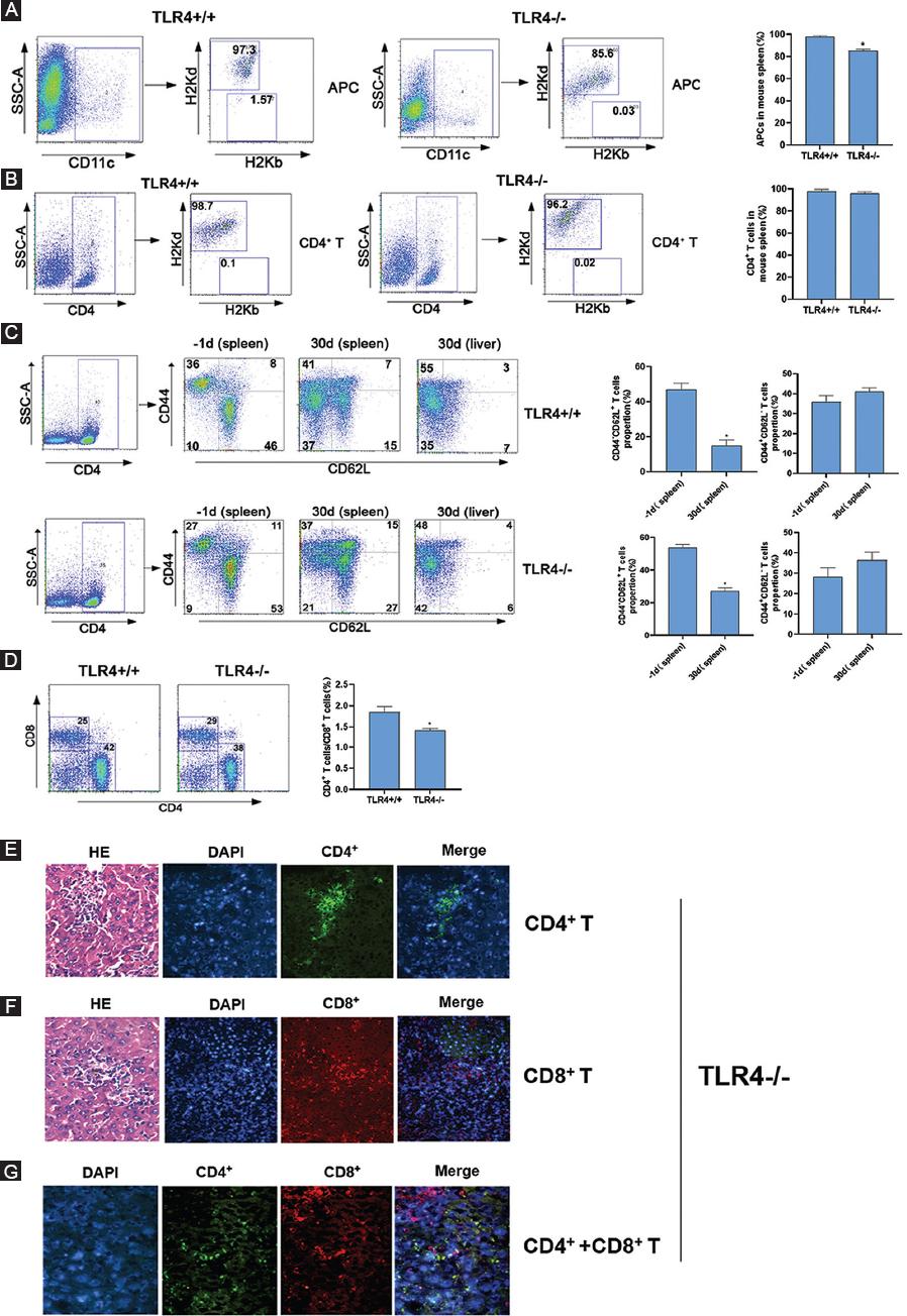 Assessing cell chimerism in an acute graft-versus-host disease model ...