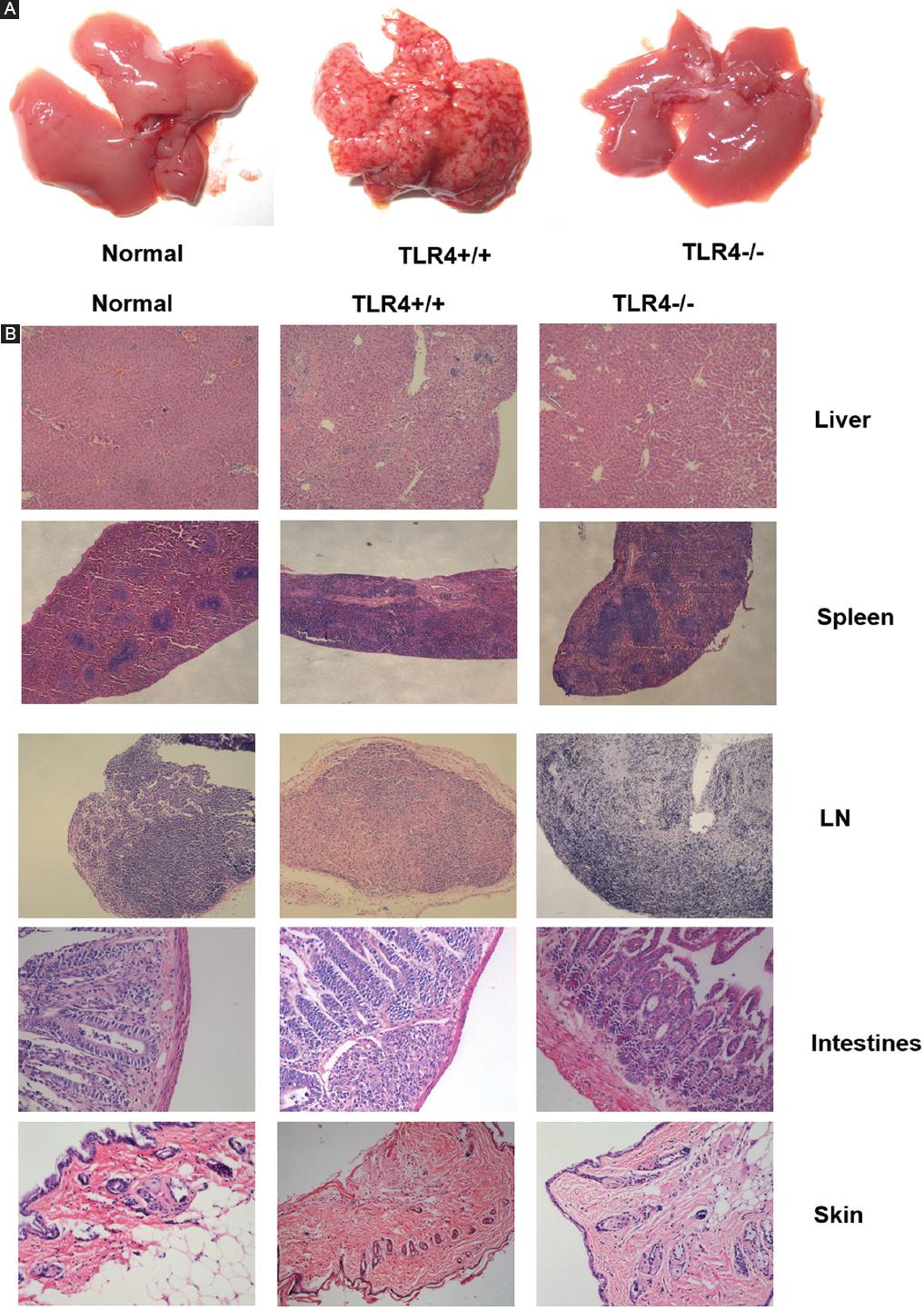 Assessing cell chimerism in an acute graft-versus-host disease model ...