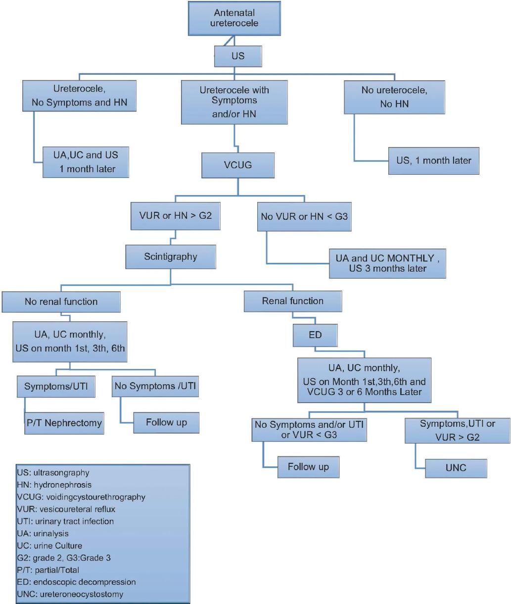 Evaluation of management of ureteroceles in our clinic: 8 years of ...