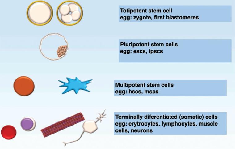 Regenerative medicine in surgery: stem cells and exosome applications