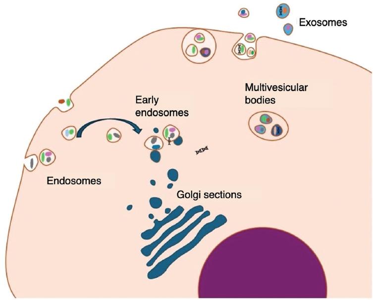 Regenerative medicine in surgery: stem cells and exosome applications