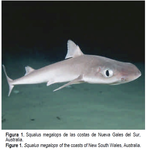 Notas sobre la estructura poblacional del tiburón Squalus megalops en ...