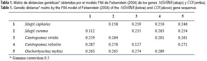 Diferencias en los genes 16SrRNA y citocromo c oxidasa subunidad I de ...
