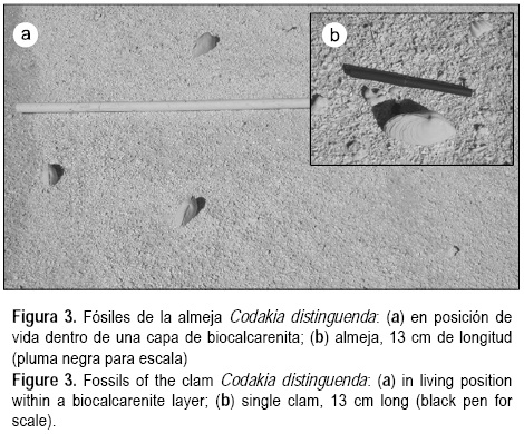Evolución costera de un depósito de barrera transgresivo a terraza ...