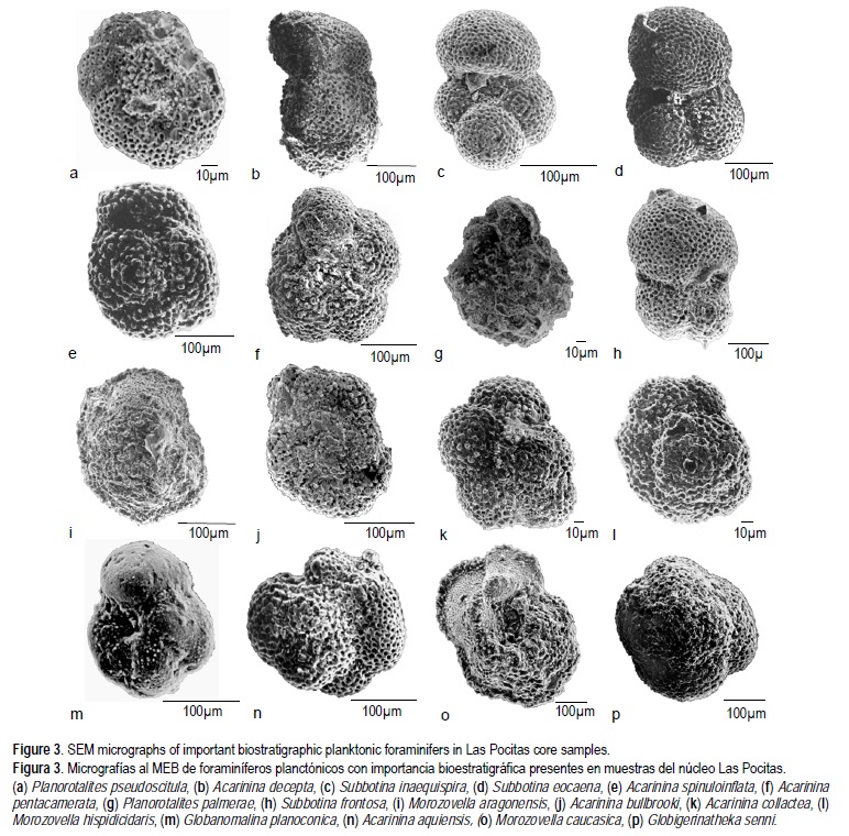 Foraminíferos de la formación Tepetate (Heim) en el área de Las Pocitas ...