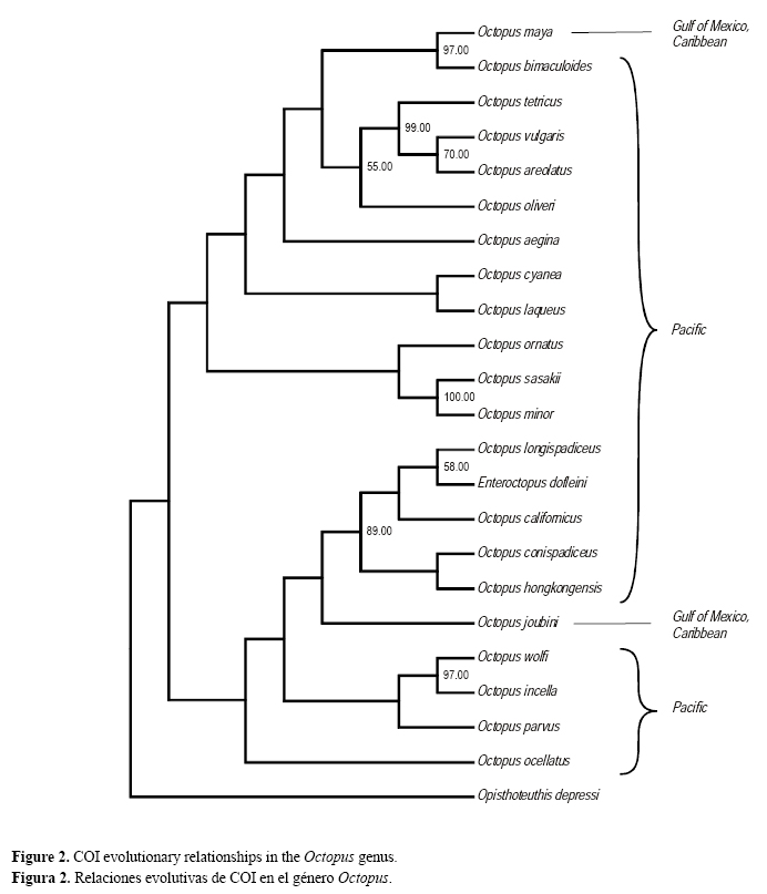 Relaciones filogenéticas de Octopus maya inferidas a partir de ...