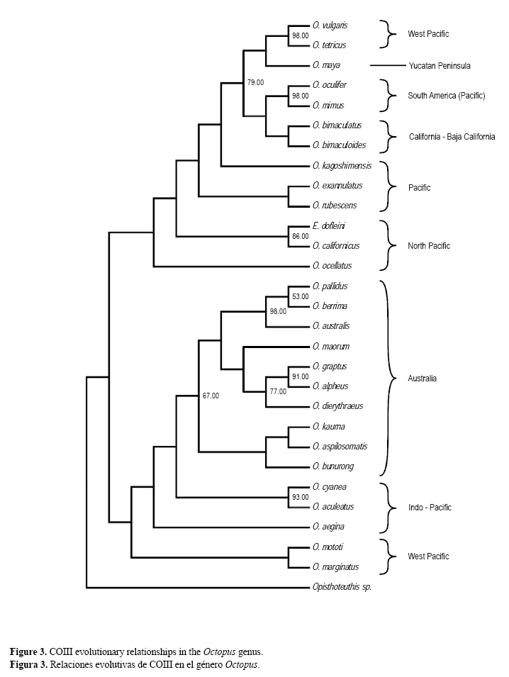 Relaciones filogenéticas de Octopus maya inferidas a partir de ...