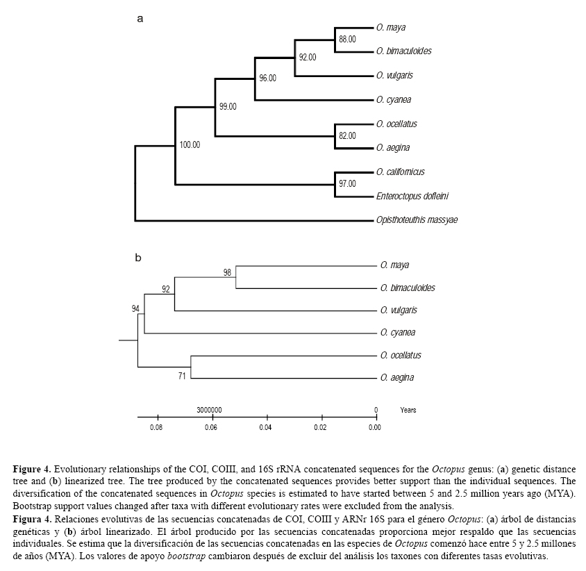 Relaciones filogenéticas de Octopus maya inferidas a partir de ...