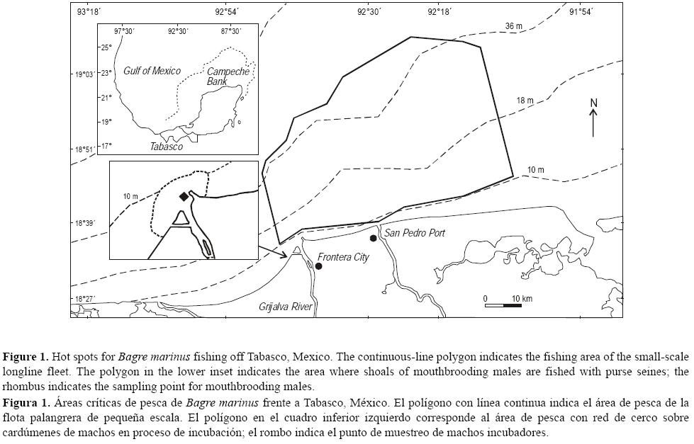 La importancia de los machos del bagre bandera, Bagre marinus (Pisces ...