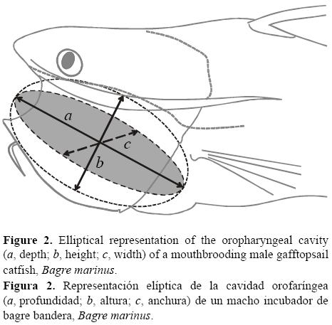 La importancia de los machos del bagre bandera, Bagre marinus (Pisces ...