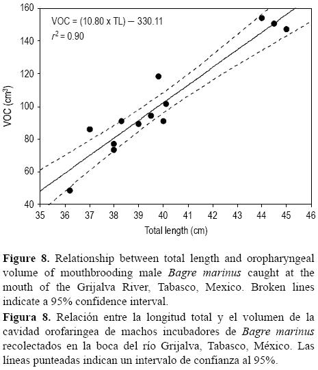 La importancia de los machos del bagre bandera, Bagre marinus (Pisces ...