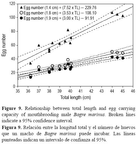 La importancia de los machos del bagre bandera, Bagre marinus (Pisces ...