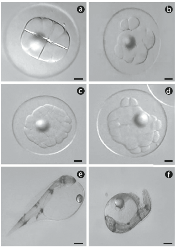 Effects of cold-shock triploidy induction treatment on cell cleavage ...
