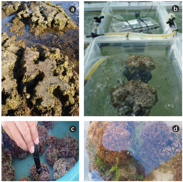 Photosynthetic activity estimated as in vivo chlorophyll a fluorescence ...