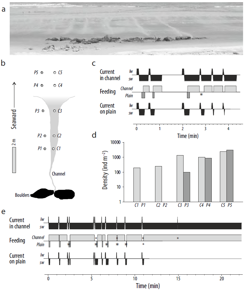 Opportunistic suspension feeding in the intertidal gastropod Olivella ...