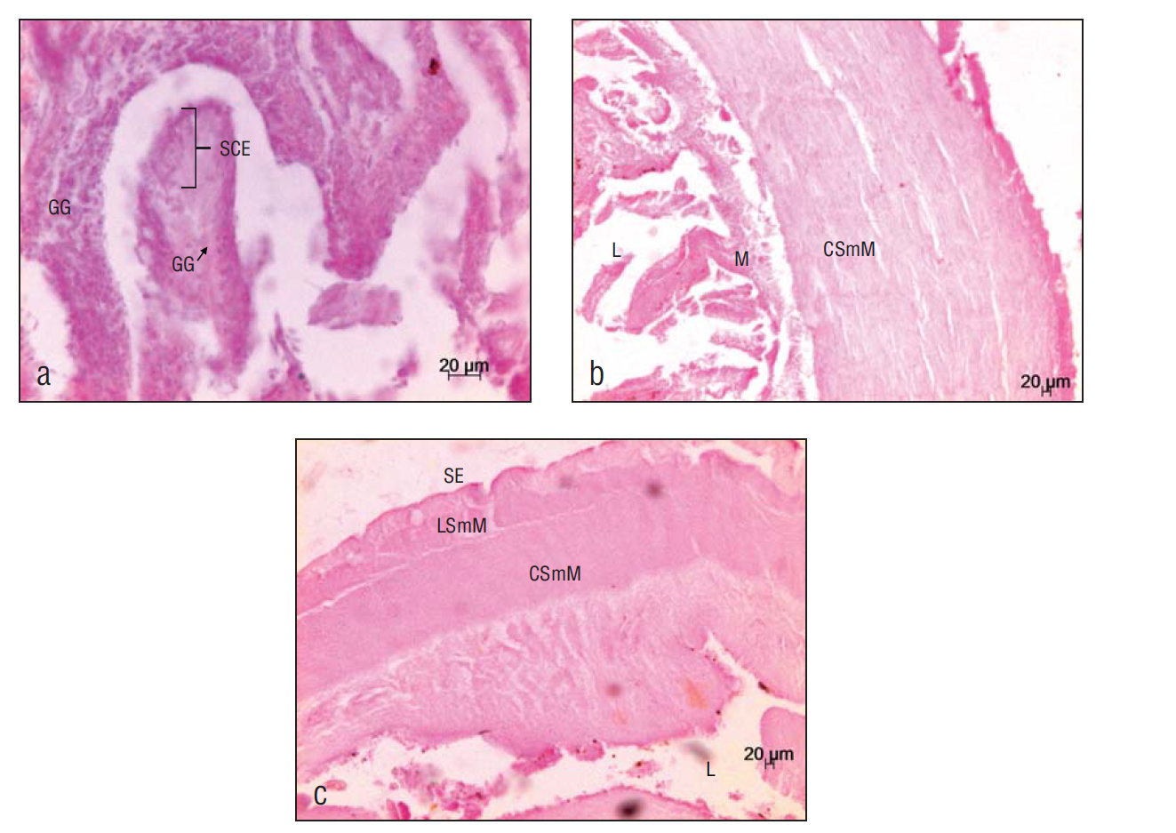 Diet composition and its relation to the characteristics of the ...