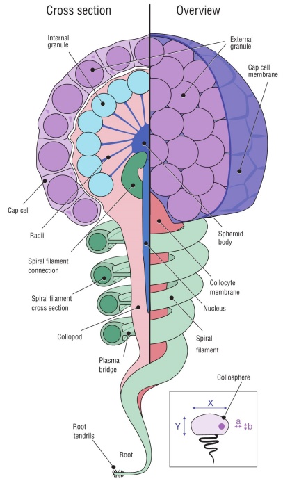 A sticky thicket of glue cells: A comparative morphometric analysis of ...