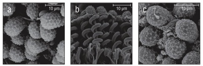 A sticky thicket of glue cells: A comparative morphometric analysis of ...