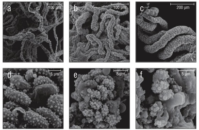 A sticky thicket of glue cells: A comparative morphometric analysis of ...