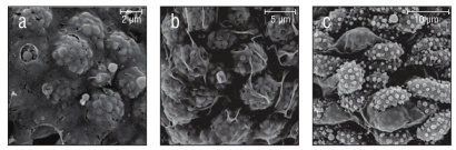 A sticky thicket of glue cells: A comparative morphometric analysis of ...
