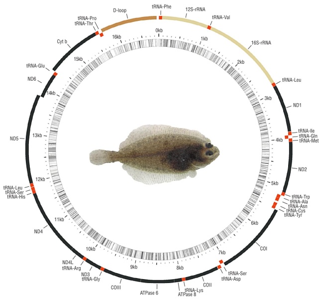 Complete mitochondrial genome of the California halibut, Paralichthys ...