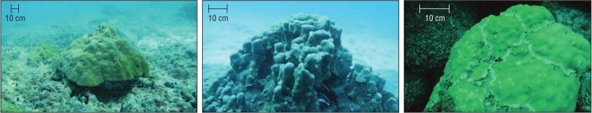 Internal bioerosion in massive corals associated with reef communities ...