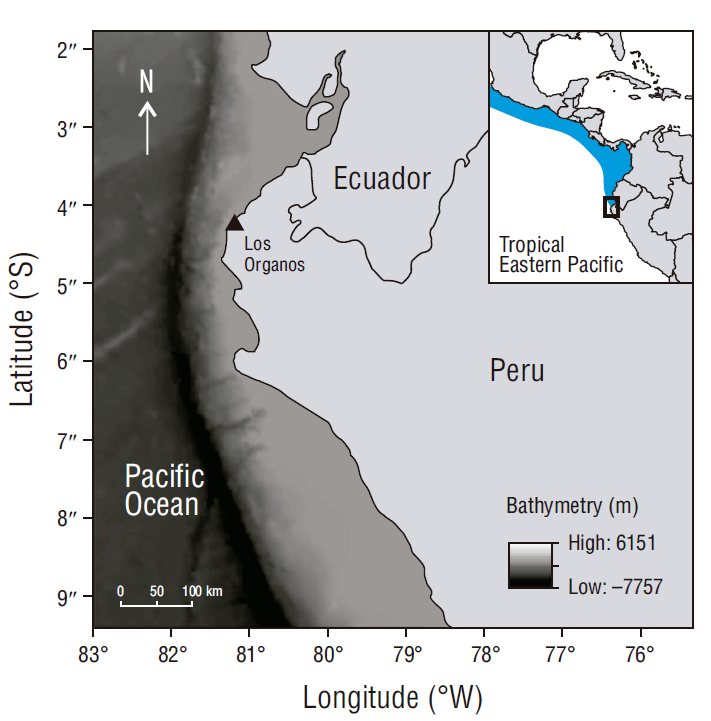 Diet of the rasptail skate, Rostroraja velezi (Rajiformes: Rajidae ...