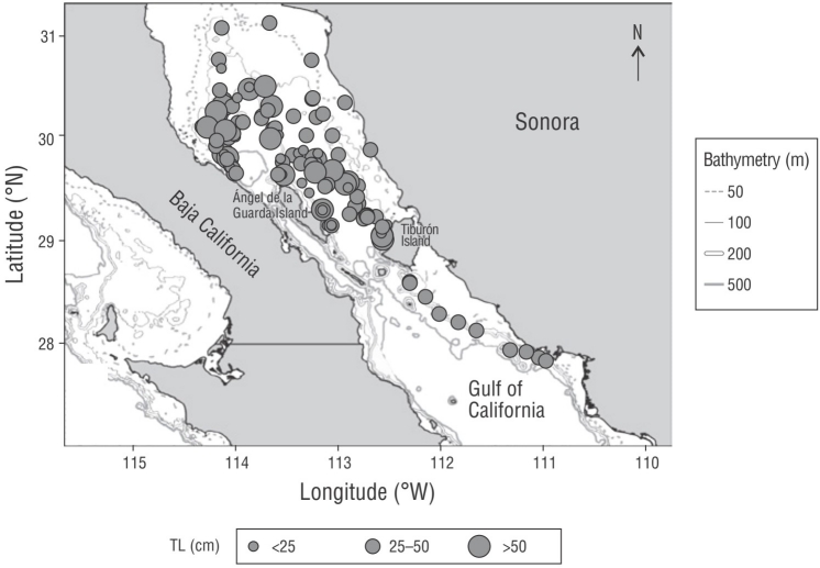 Distribution and abundance of the Pacific hake, Merluccius productus ...