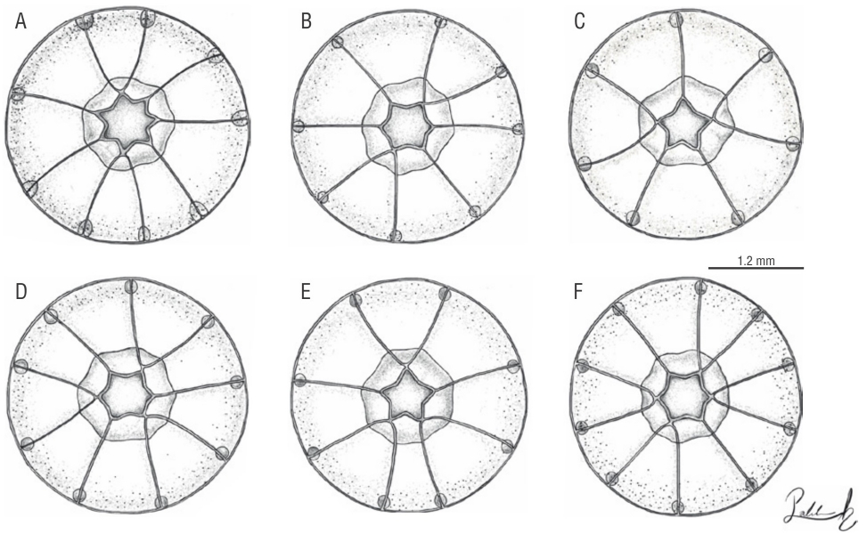 On the morphological variations in a population of Cladonema radiatum ...