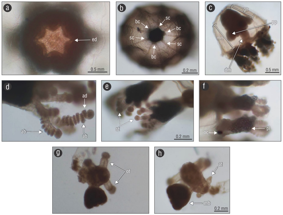 On the morphological variations in a population of Cladonema radiatum ...