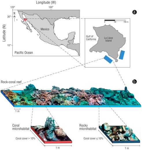 Comparing richness and abundance of cryptobenthic reef fishes in coral ...