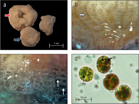 Morphological and molecular characterization of the free-living ...