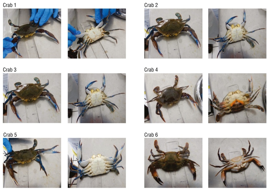 Presence of the invasive species Indo-Pacific Swimming Crab Charybdis ...