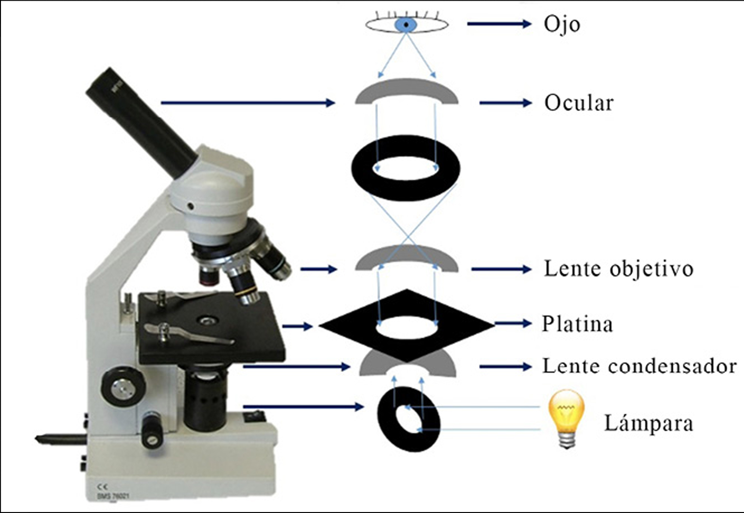 Diagrama De Rayos Del Microscopio Compuesto