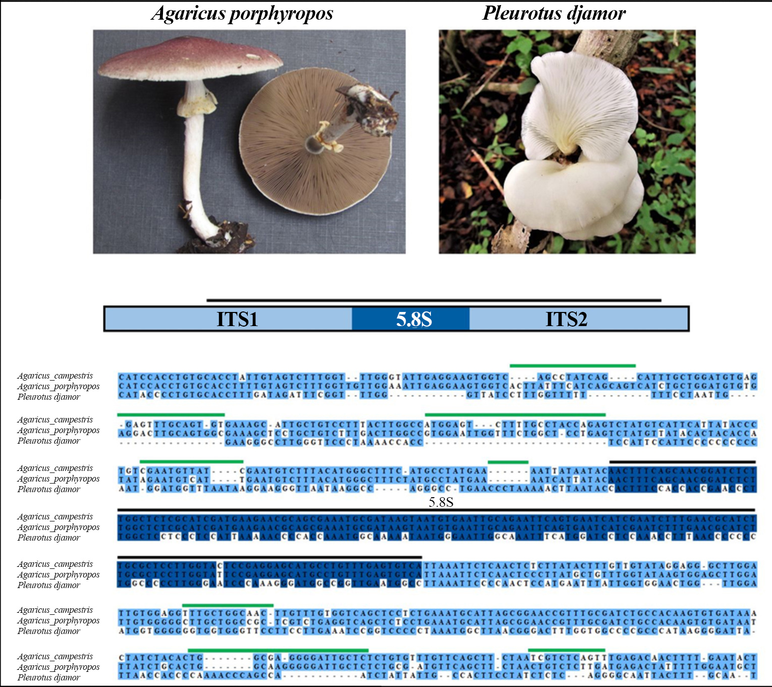 Identificación de hongos mediante códigos de barras de ADN