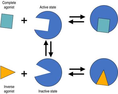 Defining pharmacological terms based on receptor ligand interactions