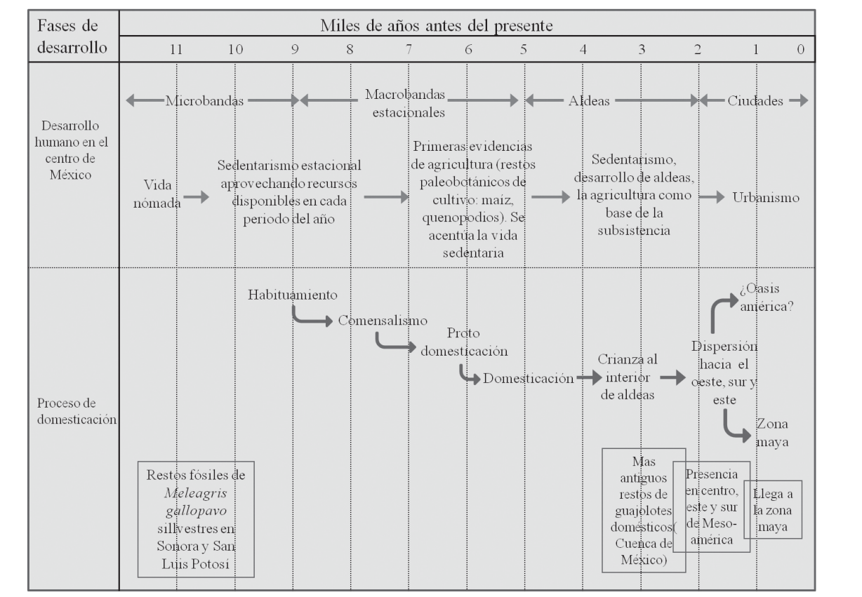 Origen y dispersión del guajolote doméstico en Mesoamérica. Una ...