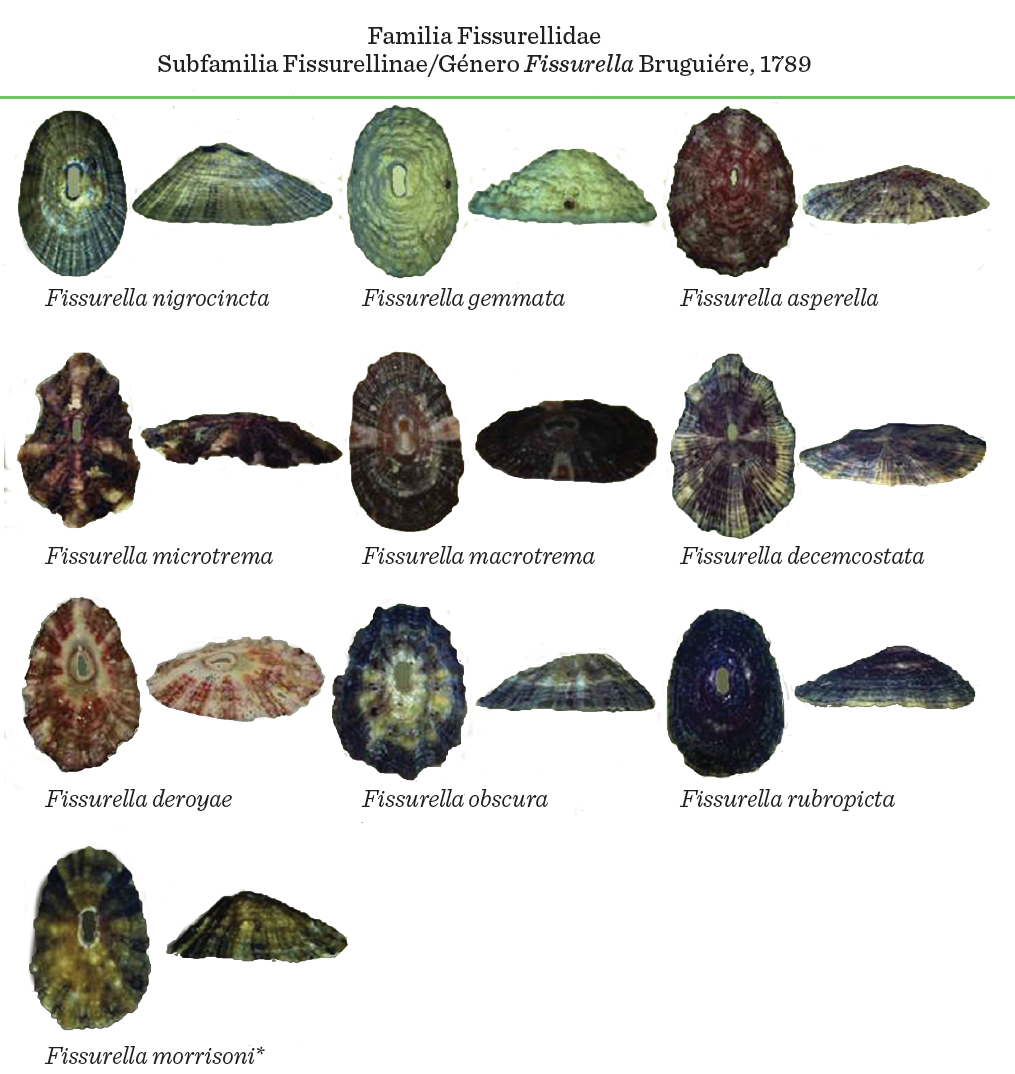 Composición de la familia Fissurellidae (Mollusca: Gastropoda) en el ...