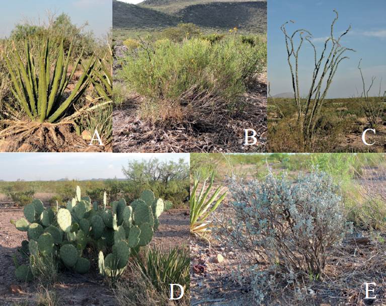 Nombres De Arbustos Y Matorrales En Flor