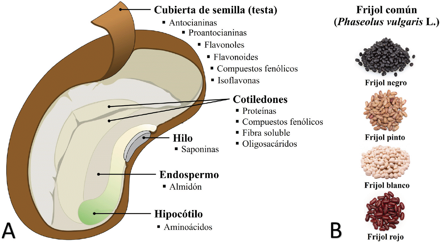 Anatomía De La Semilla De Frijol Las Principales Partes De Las