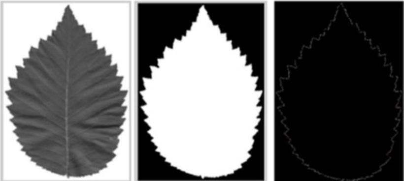 Leaf Identification Based on Shape, Color, Texture and Vines Using ...