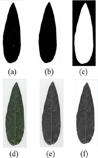 Leaf Identification Based on Shape, Color, Texture and Vines Using ...