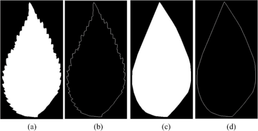 Leaf Identification Based on Shape, Color, Texture and Vines Using ...